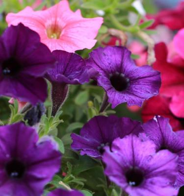 Learn how to grow & care for petunia in 5 simple steps | Love The Garden